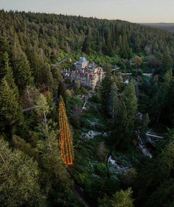 Illuminating the UK's Tallest Living Christmas Tree at National Trust ...